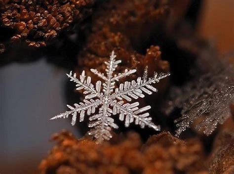 微距雪花攝影肉眼看不到的造物傑作 每日頭條