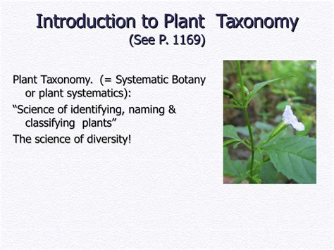 [ppt] Introduction To Plant Taxonomy Introduction To Plant Taxonomy Powerpoint Presentation