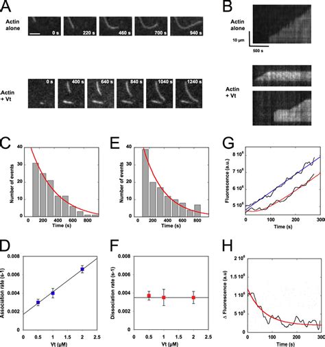 Direct Real Time Observation Of Actin Filament Barbed End Capping By Download Scientific