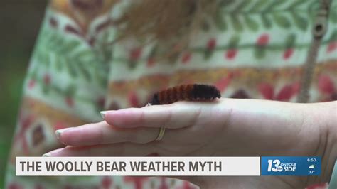 Heres Why Caterpillars Arent Meteorologists