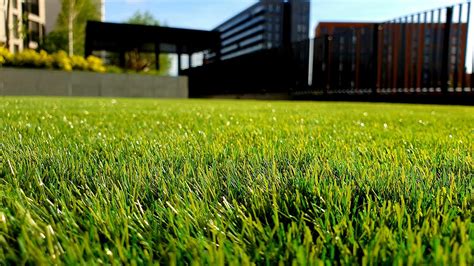 Pros And Cons Of St Augustine Grass Texas Sod And Drainage Pros