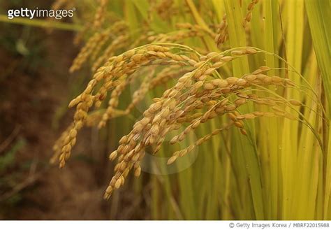 Mbrf22015988 게티이미지코리아 벼 Royalty Free 이미지