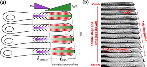 Schematics Of Somitogenesis A The Clock And Wavefront Model