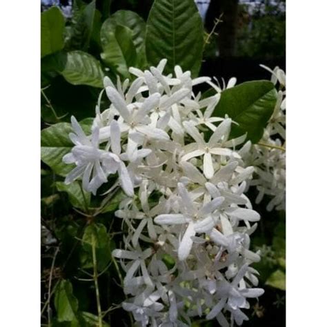 Jual Tanaman Hias Bunga Patrea Putih Shopee Indonesia