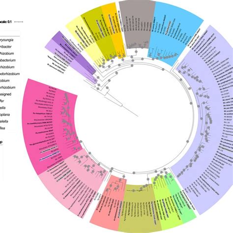 Phylogenetic Tree Inferred By The Ubcg Phylogenomics Pipeline Using The Download Scientific