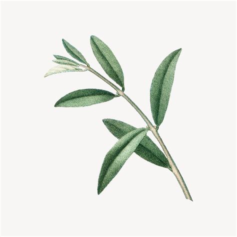Olea Europaea Draw Images Free Photos Png Stickers Wallpapers