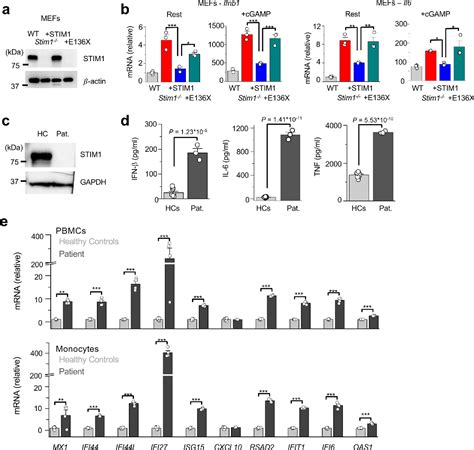 Figure 3 From The Ca 2 Sensor Stim1 Regulates Type I Interferon