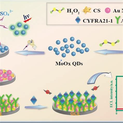 Illustration Of The Preparation Of The Ecl Immunosensor Platform