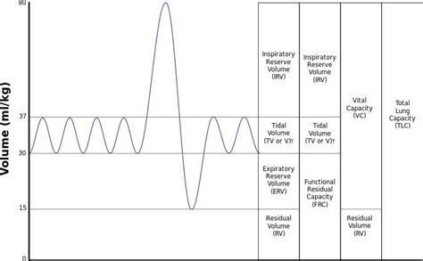 Spirometry Diagram Quizlet