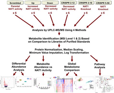 Diagram Of Experimental Approach Six Biological Replicates From Each Download Scientific