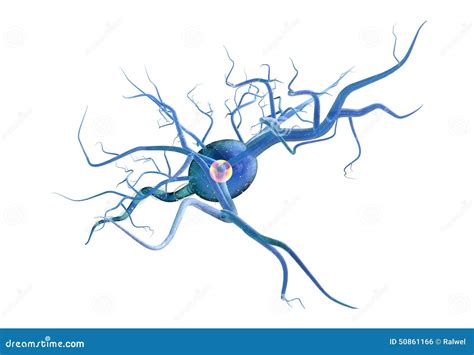 Medical Illustration Nerve Cells Isolated Stock Illustration Illustration Of Brainstorm
