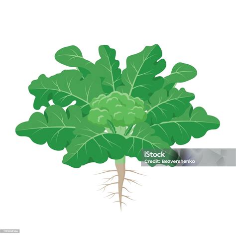 뿌리 벡터 일러스트 레이 션 흰색 배경에 고립 된 큰 녹색 잎 중 잘 익은 브로콜리 과일 브로콜리 식물 건강한 생활방식에 대한 스톡 벡터 아트 및 기타 이미지 Istock