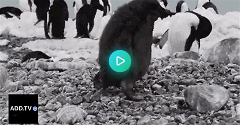 Grumpy Penguin Album On Imgur