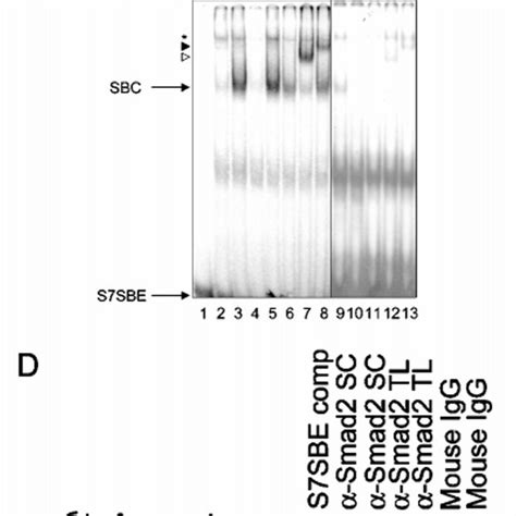An Inducible Complex Consisting Of Smad2 Smad3 And Smad4 Interacts Download Scientific