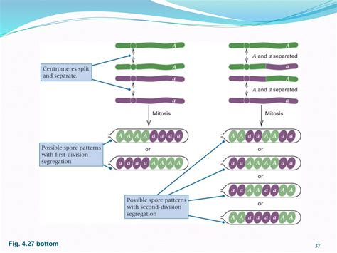 Genetic Linkage And Gene Mapping Pptx