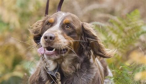 Les Chiens De Chasse Guide Complet Fnc