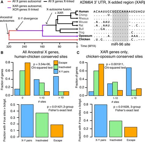 Conserved Microrna Targeting Reveals Preexisting Gene Dosage
