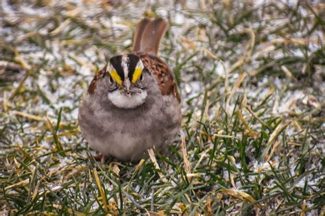Yellow Browed Sparrow Field Guide Pictures Habitat And Info Optics Mag