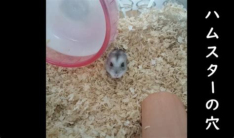 hamster ニコニコニュース オリジナル