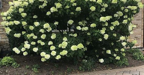 Help Identify This Hydrangea Album On Imgur