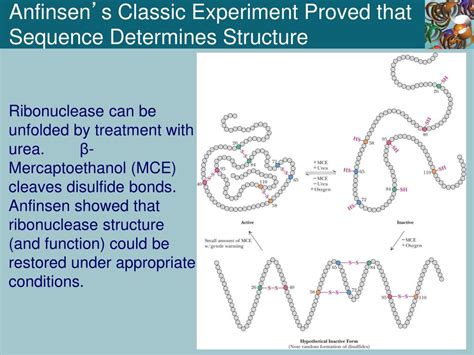 Ppt Chapter 6 Proteins Secondary Tertiary And Quaternary Structure Powerpoint Presentation Ppt Chapter 6 Proteins Secondary Tertiary And Quaternary Structure Powerpoint Presentation