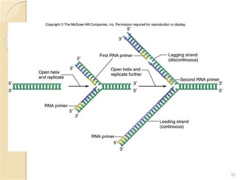 Dna Replication In Prokaryotes