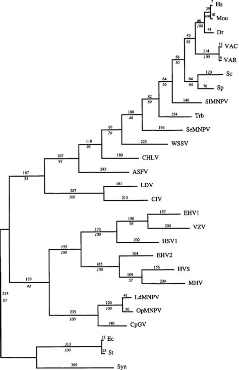 Bootstrap Analysis 100 Replicates Of Unrooted Phylogenetic Trees Of