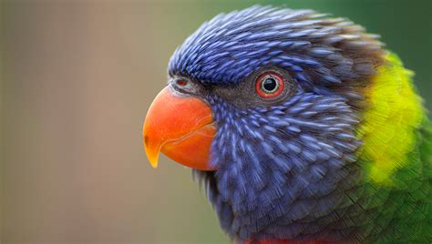 Budgie Beak