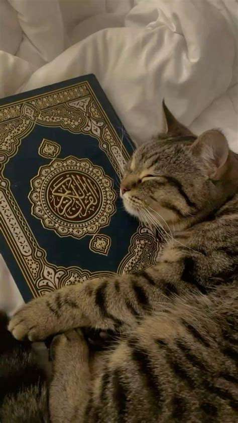 Cats And The Quran Muslim And Cat Pinterest Islam Islamic Aesthetic Pic