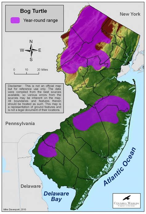 Bog Turtle Conserve Wildlife Foundation Of Nj
