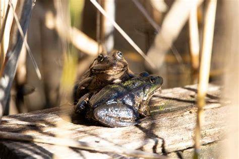 Goliath Frog