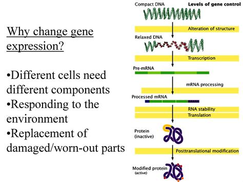 Regulating Gene Expression Ppt Download