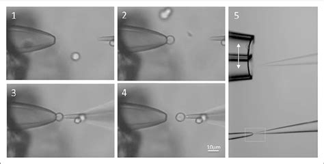 Automated Patch Clamp Experiment 1 Catch Pipette And Recording Download Scientific Diagram