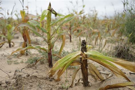 Drought Tolerant Maize Provides Extra 9 Months Of Food For Farming Families Archive