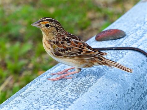 Gales Photo And Birding Blog Grasshopper Sparrow