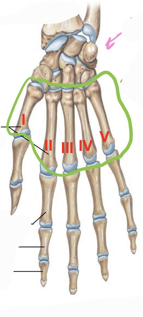 Metacarpal Bones And Phalanges Diagram Quizlet