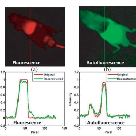 Spectral Unmixing Results From 25 Measurements With A Compression