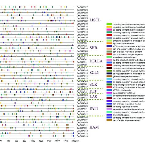 Cis Acting Elements In The Promoter Region Of Cmgras Genes The Left