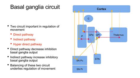 Basal Ganglia And Its Circuits Connectionpptx
