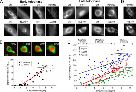 Ordered Reassembly Of Npcs In Telophase A The New Envelope Closes In