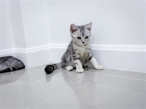 แมว อเมริกัน ชอร์ตแฮร์ Ennxo