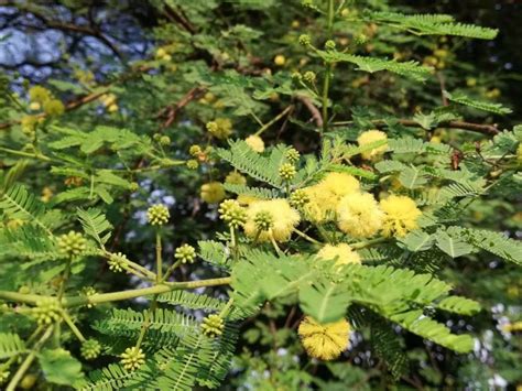 હેલ્થ ટિપ્સ દેશી બાવળના દાતણ આરોગ્ય માટે અતિ ગુણકારી છે Babool Tree Desert Thorn Medicinal Tree