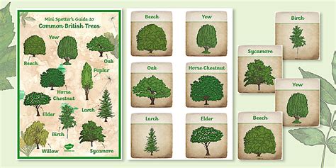 Uk Tree Id Guide
