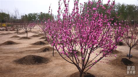 时政新闻眼丨在今年首都义务植树现场，习近平这三句话饱含深意四川在线