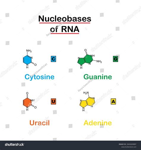 Nucleobases Rna Structure Diagram Molecular Formulas Stock Vector Royalty Free 2441620897