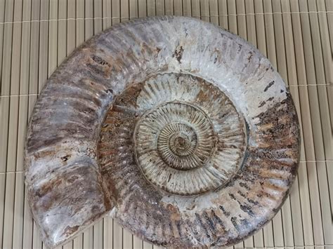 Help Iding This Ammonite What Species It Is R Fossilid