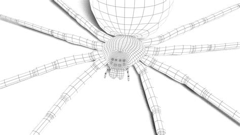Spider Model Turbosquid 2212163