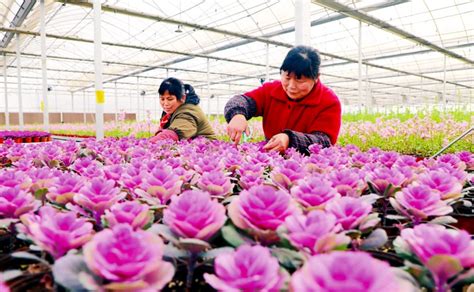 发展苗木花卉全产业链 打造宜居宜业宜游环境 中安新闻 中安新闻客户端 中安在线