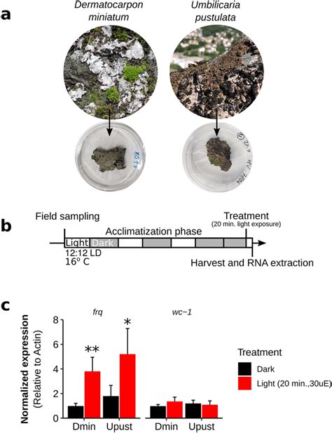 Homologs Of Frq In Two Lichen Forming Fungi Are Responsive To Light Download Scientific
