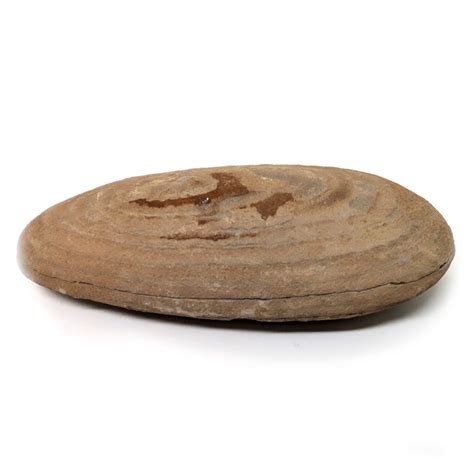 Fern Fossil Nodule The Fossil Cartel